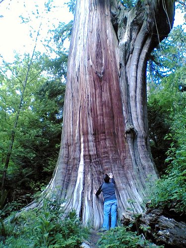 Vancouver Island Big Trees: Stanley Park's National Geographic Tree