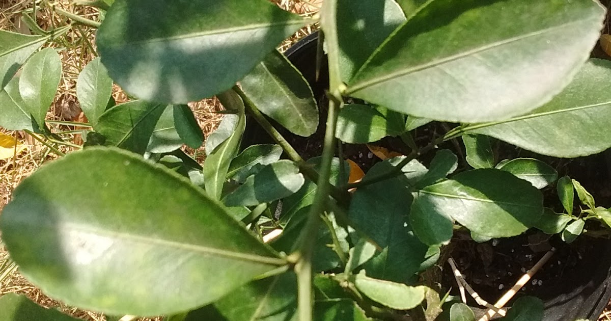 Hardy Citrus: Glen Citrangedin