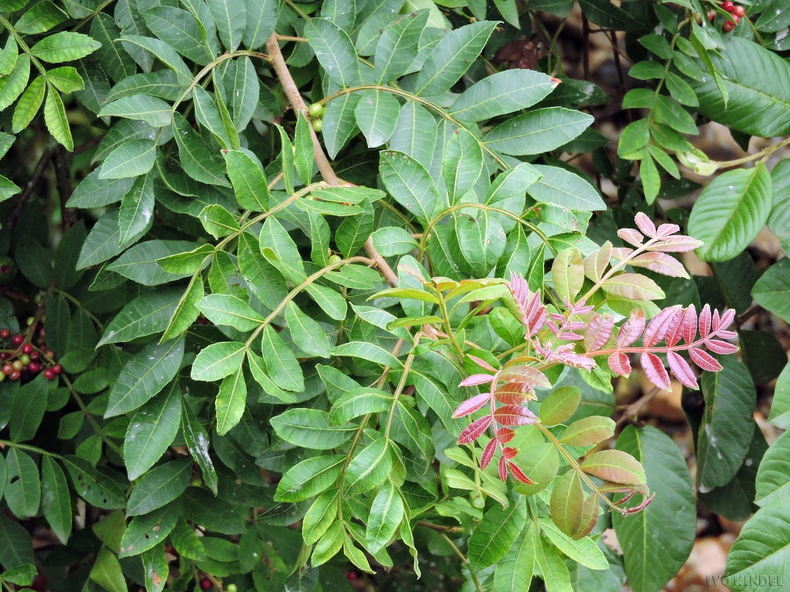 BUTZKE AGRÍCOLA E FLORESTAL - TAIÓ/SC: Schinus terebinthifolius ...