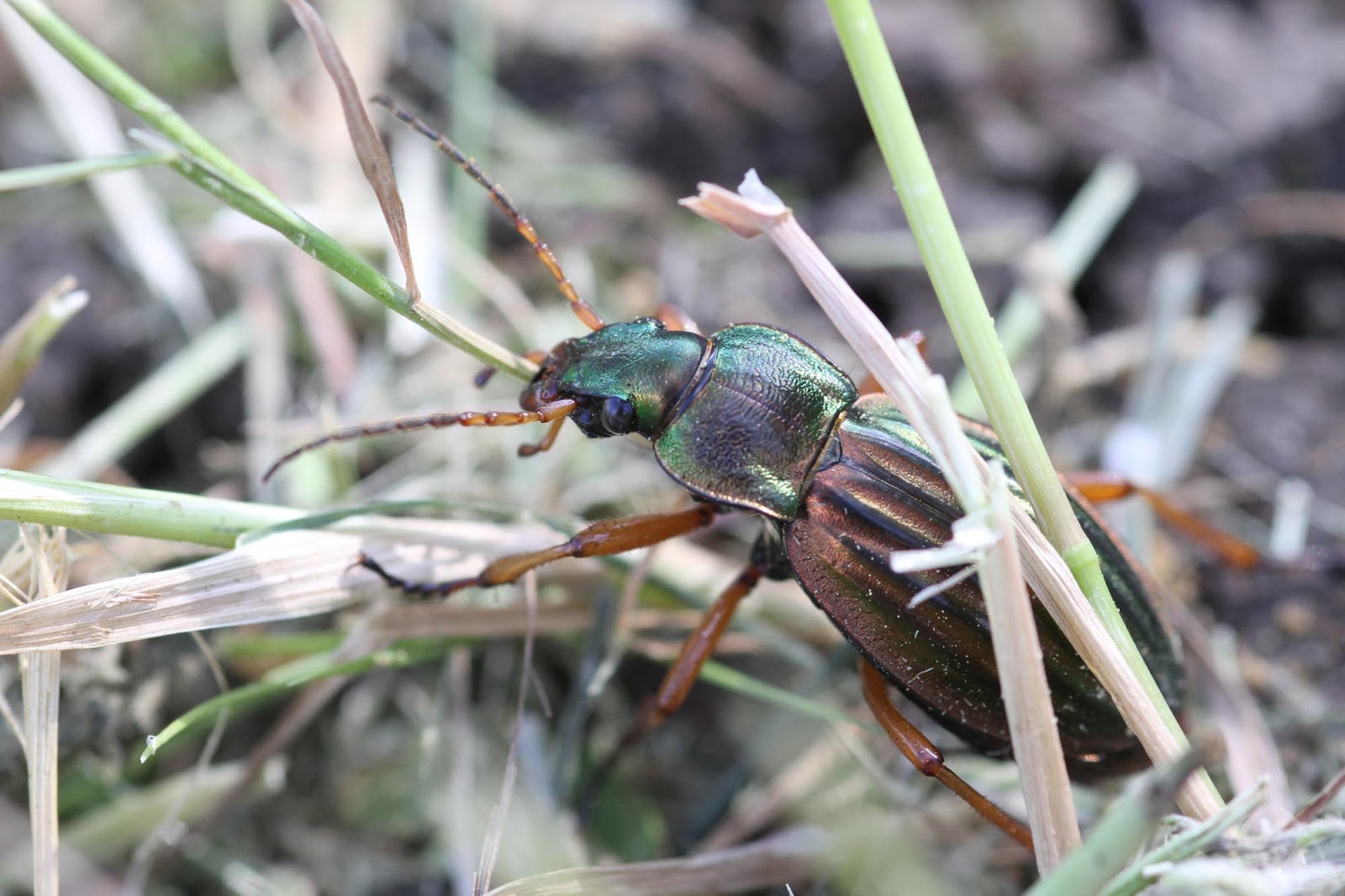 Arnaud Bayle: Insectes & Cie