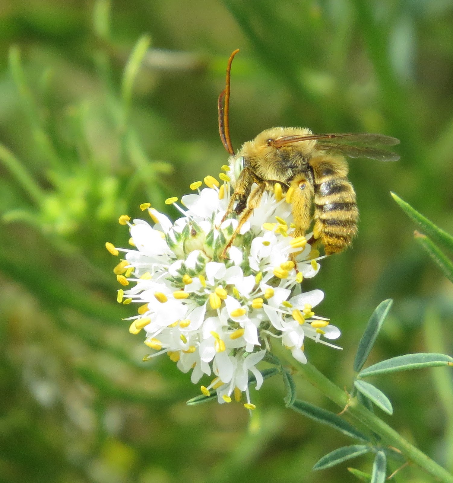 Bug Eric: White Prairie Clover: An Awesome Blossom