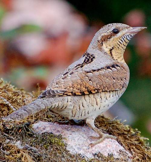 Top 101+ Pictures Sticky-bird Photos Stunning