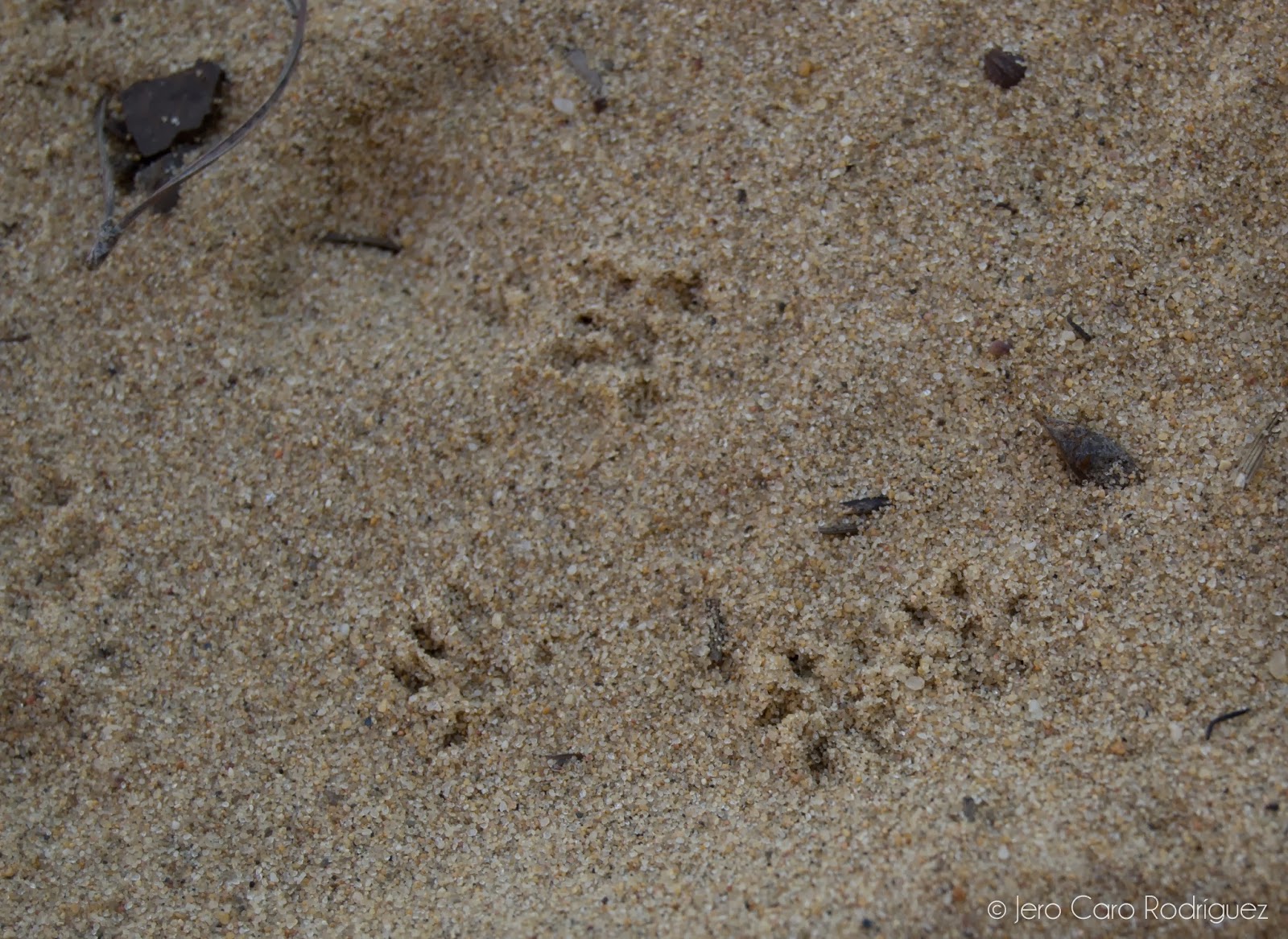 MI VISIÓN DE LA NATURALEZA: Algunas huellas