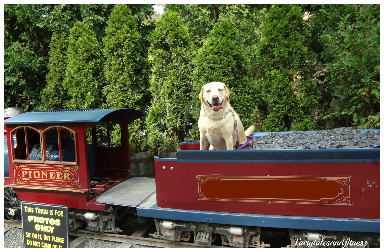 Fairytales and Fitness: A Day in the Amusement Park ( with your dog)!