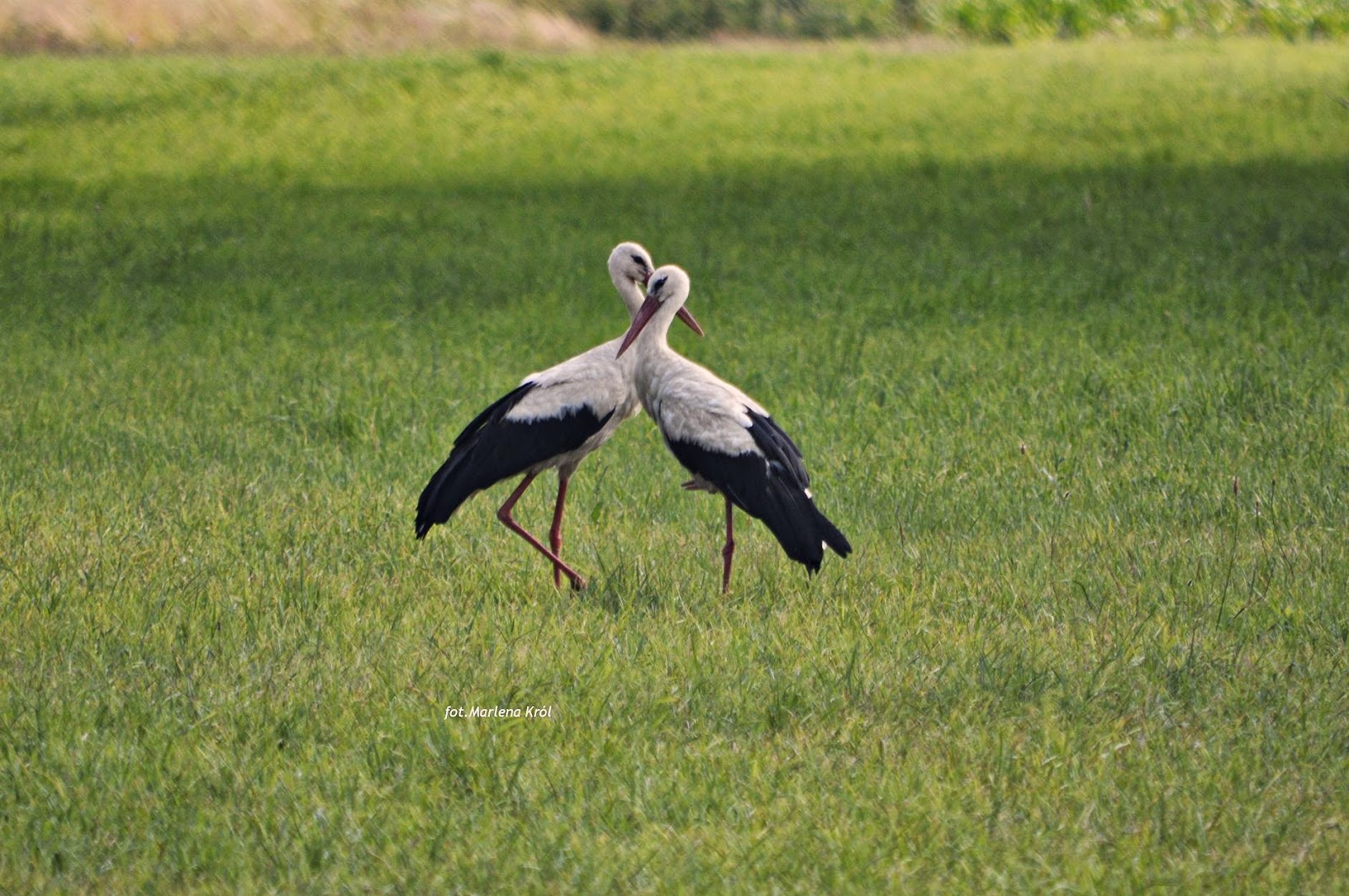 Łemkowyna, na Beskidzie Niskim: Bocian biały