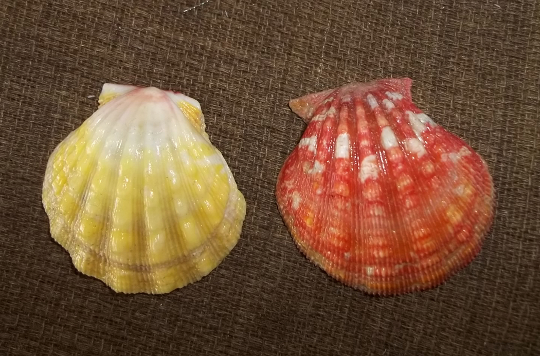 Sunrise Over Kauai: Red Sunrise Shell from Kauai