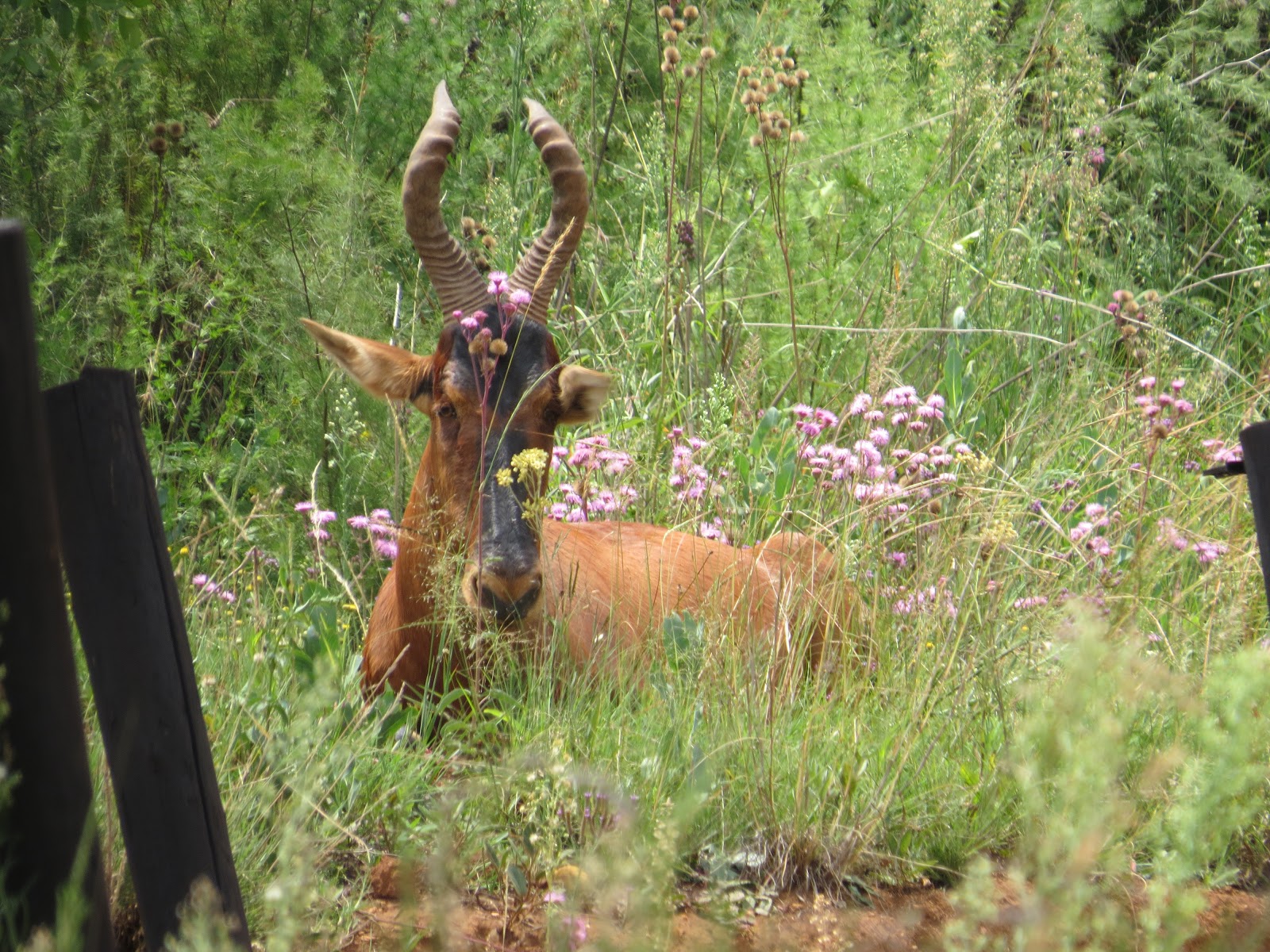 BOUVIERS IN THE BUSH: BEAUTIFUL HARTEBEES