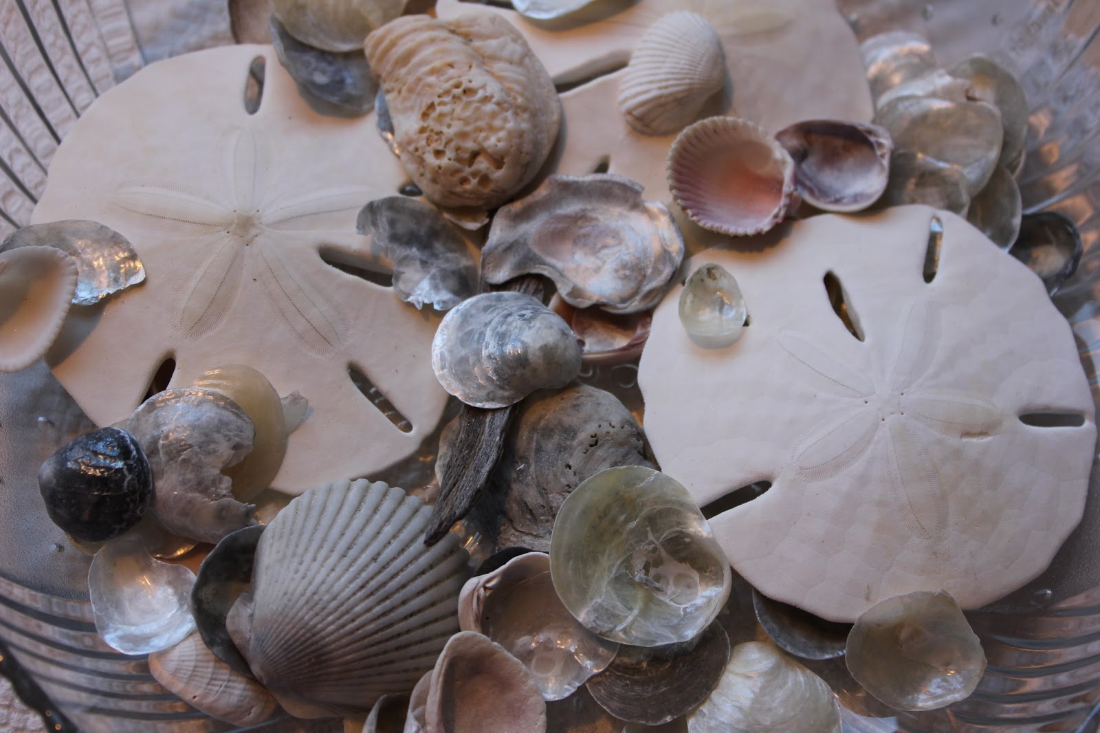 Hailey's Treasures: Sea Shells & Sand Dollars