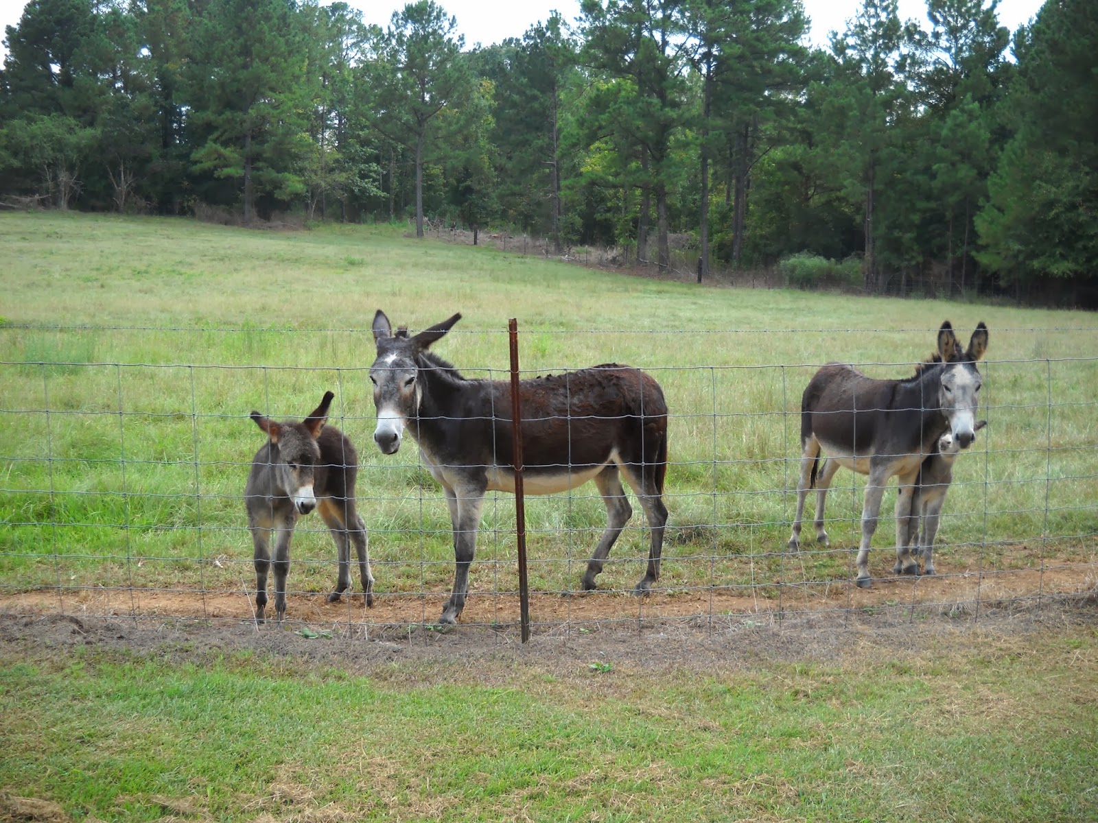 Gold Hill Plant Farm: Donkey House