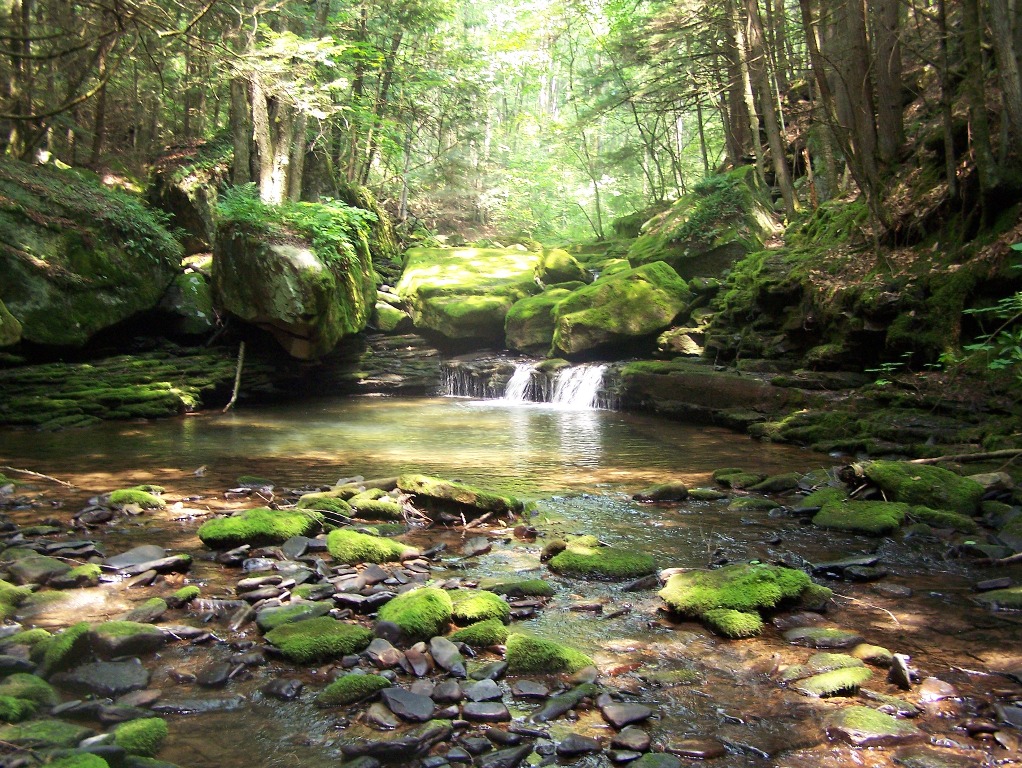 PA Environment Digest Blog: DCNR: Special Hiking Activities For Prowl ...