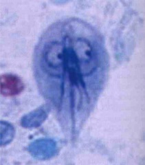Lecture Notes in Medical Technology: Lecture #15: SUBPHYLUM MASTIGOPHORA