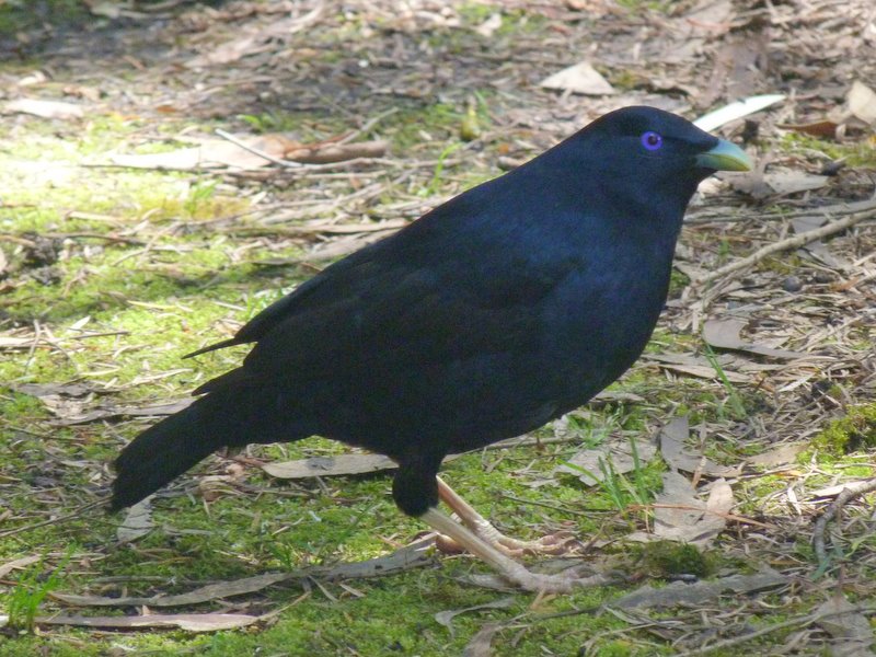 Ian Fraser, talking naturally: Bowerbirds; charismatic old Australians