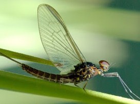 Universo Animal: Una vida efímera de 24 horas