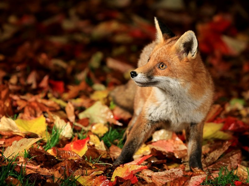 White Wolf : Foxy Autumn: Wild Foxes Enjoying Autumn Magic