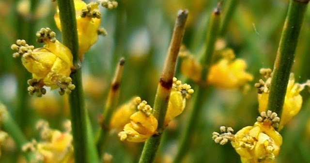 MI HERBARIO DEL JILOCA: Ephedra nebrodensis.