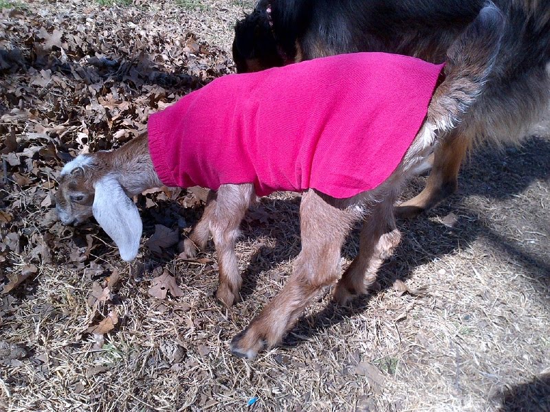 Goat Coats Again Oak Hill Homestead