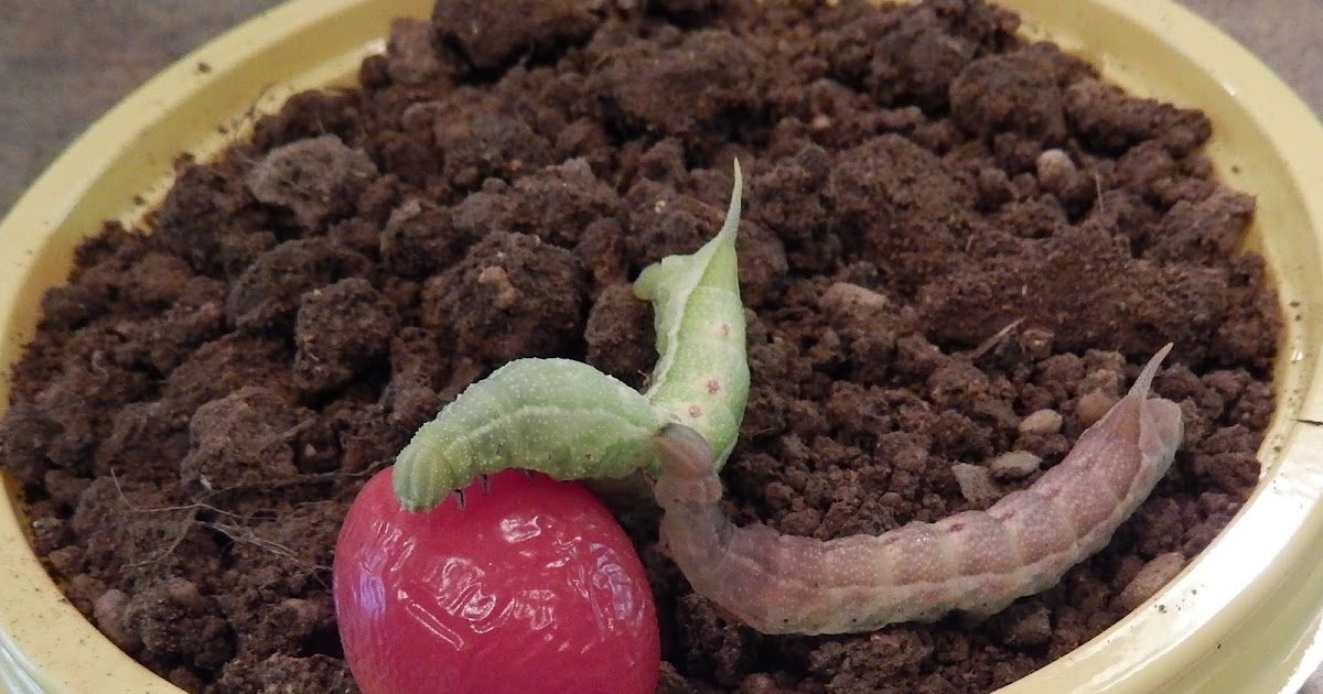 Pam's Backyard Chickens: Wildlife Wednesdays: Virginia Creeper Sphinx Moth