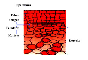 Jaringan penyusun tubuh tumbuhan (part 2)