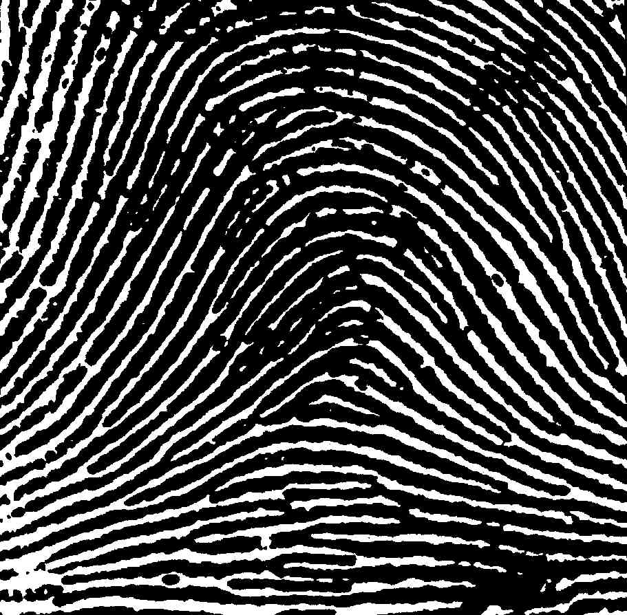 Forensics Project Basic Shapes And Patterns Of Fingerprints Forensics Project Basic Shapes And Patterns Of Fingerprints