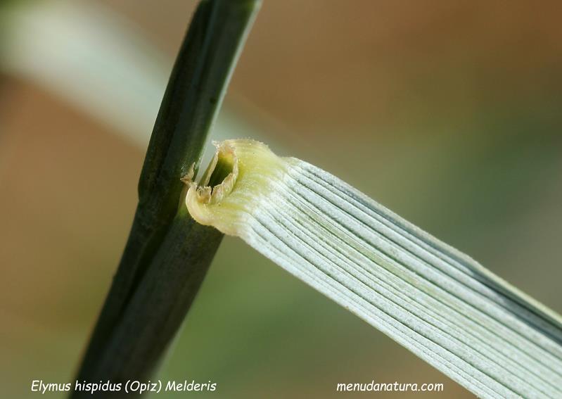Menuda Natura: Elymus hispidus (Opiz) Melderis