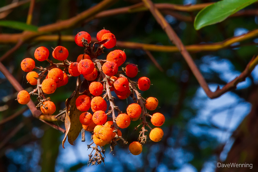 Fruiting Madrona Update