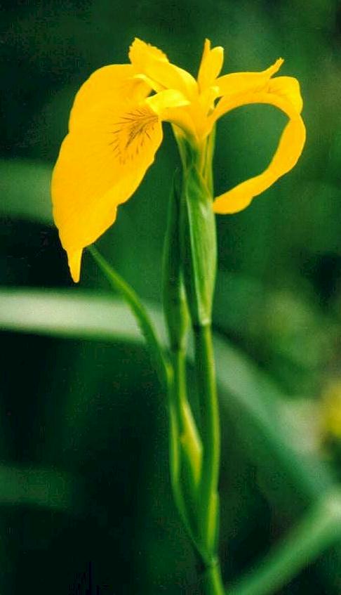 Delta Nativo: Flora del Delta