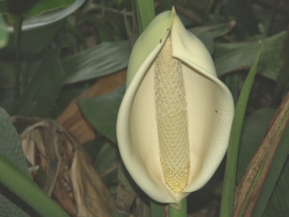 Cultura Guaraní: Filodendro paraguayo, "Güembé"