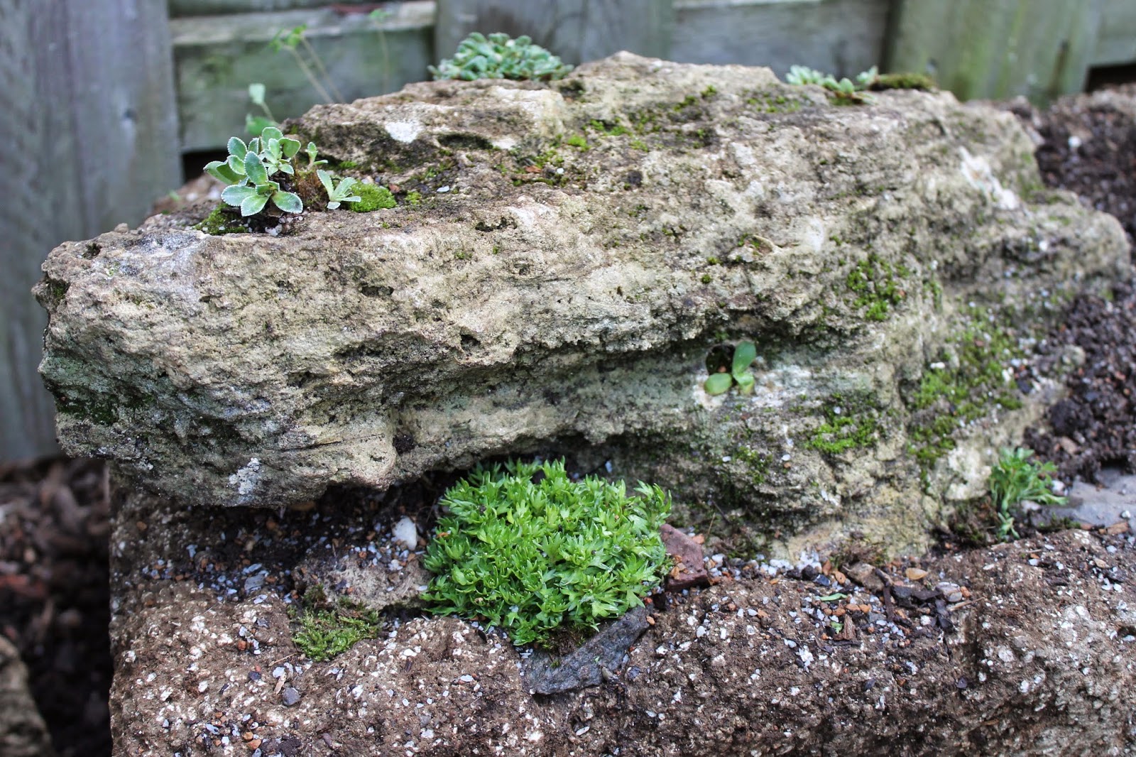 BARROW WORKS: Planting Tufa in a Hypertufa trough