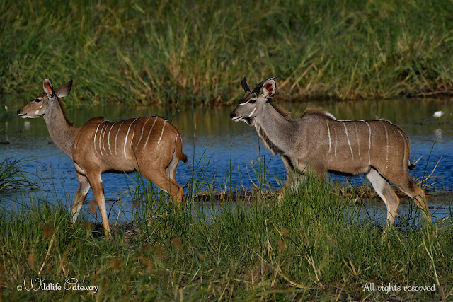 WILDLIFE GATEWAY: Grand koudou, juvéniles - 01
