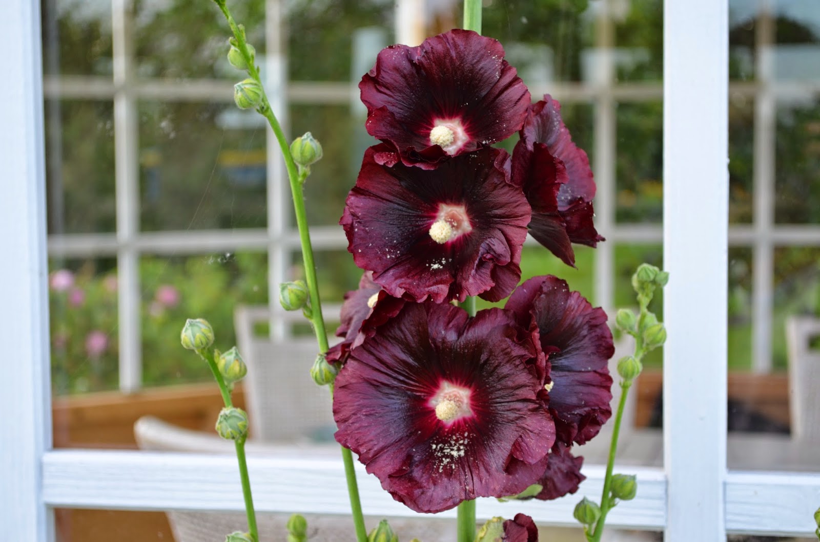 Bonderosen: Stokrose