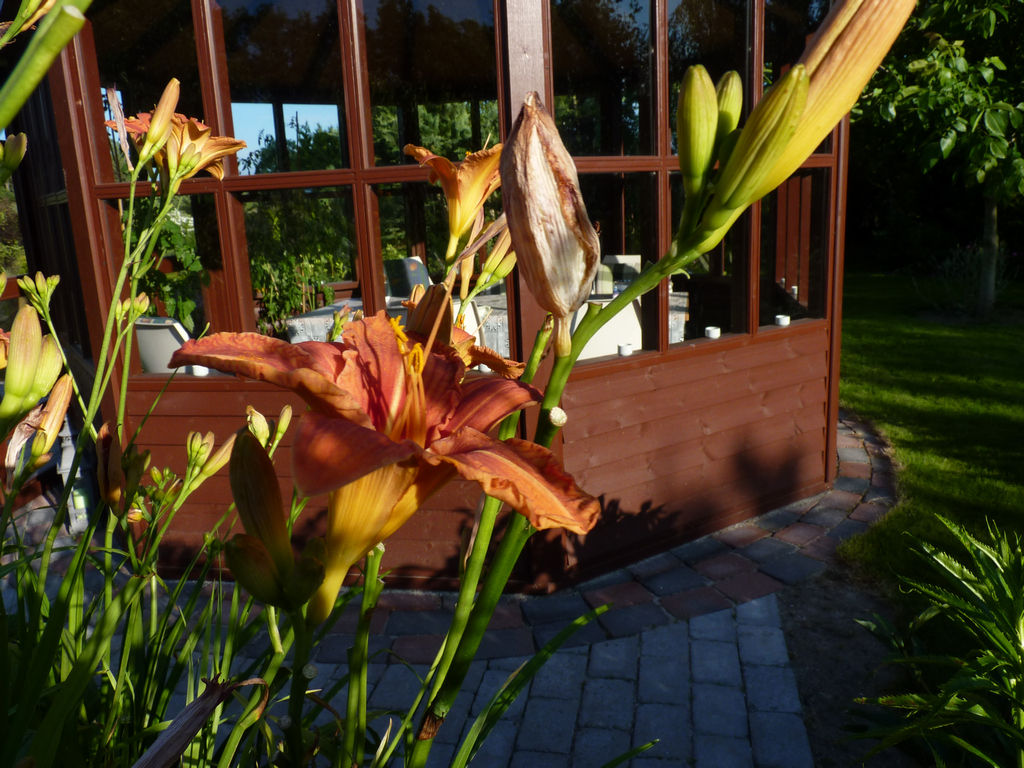 Høneballehaven på Samsø og Hellerupvej på Fyn: Clematis, og et ...