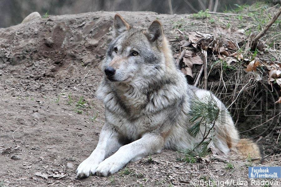 ONG Territorio de Lobos: El Lobo - Información General