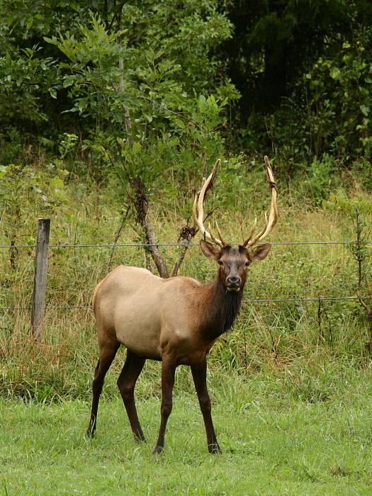 Arkansas Wildlife Photography: Revised Elk Viewing Map for 2012 Rut