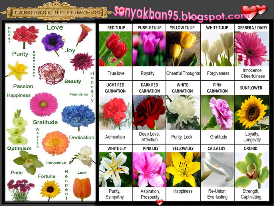 The Language Of Flowers - Sonya Khan95 (Quotes)