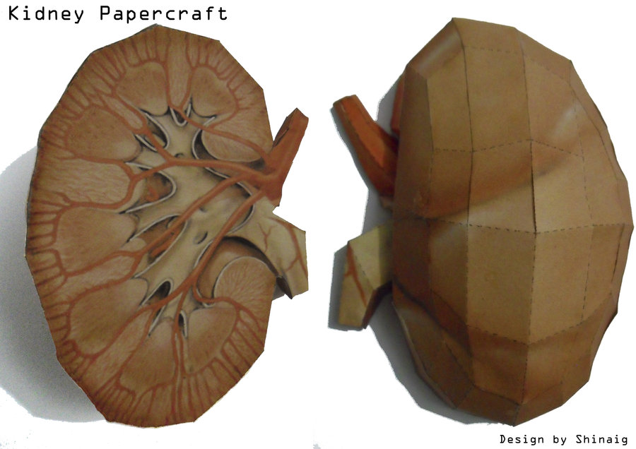 Cross-Sectioned Kidney Papercraft | Papercraft Paradise | PaperCrafts ...