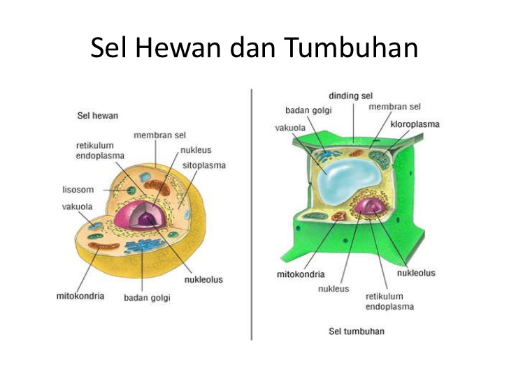 Perbedaan Sel Prokariotik dan Eukariotik yang Harus Diketahui ... Perbedaan Sel Prokariotik dan Eukariotik yang Harus Diketahui ...