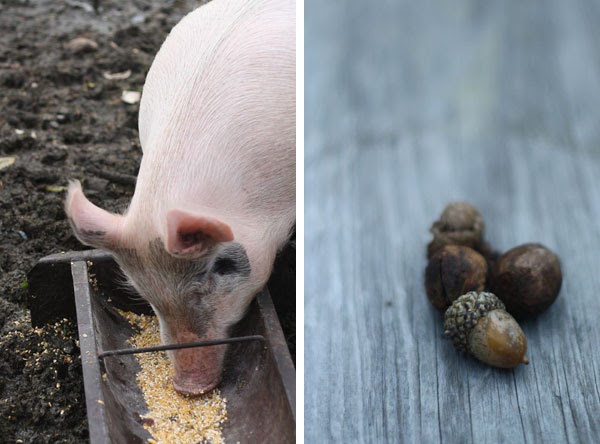 Diary of a Locavore: ACORNS FOR PIGS // the local food report