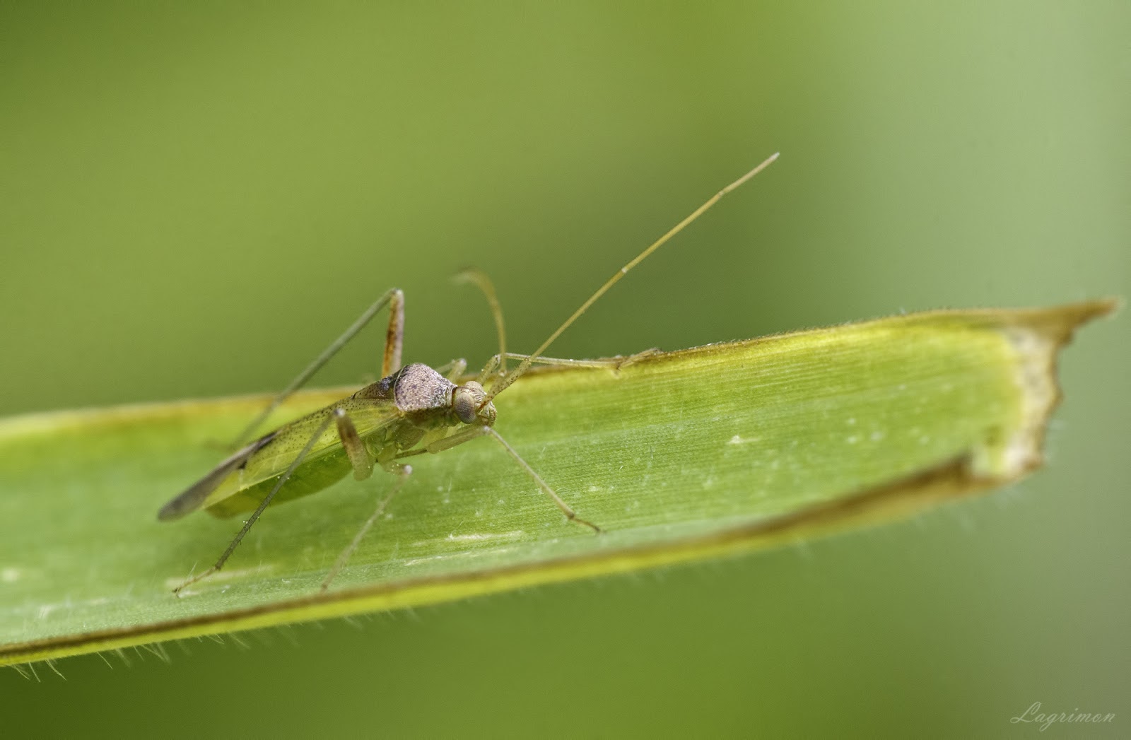 MACREANDO: Miridae sp.