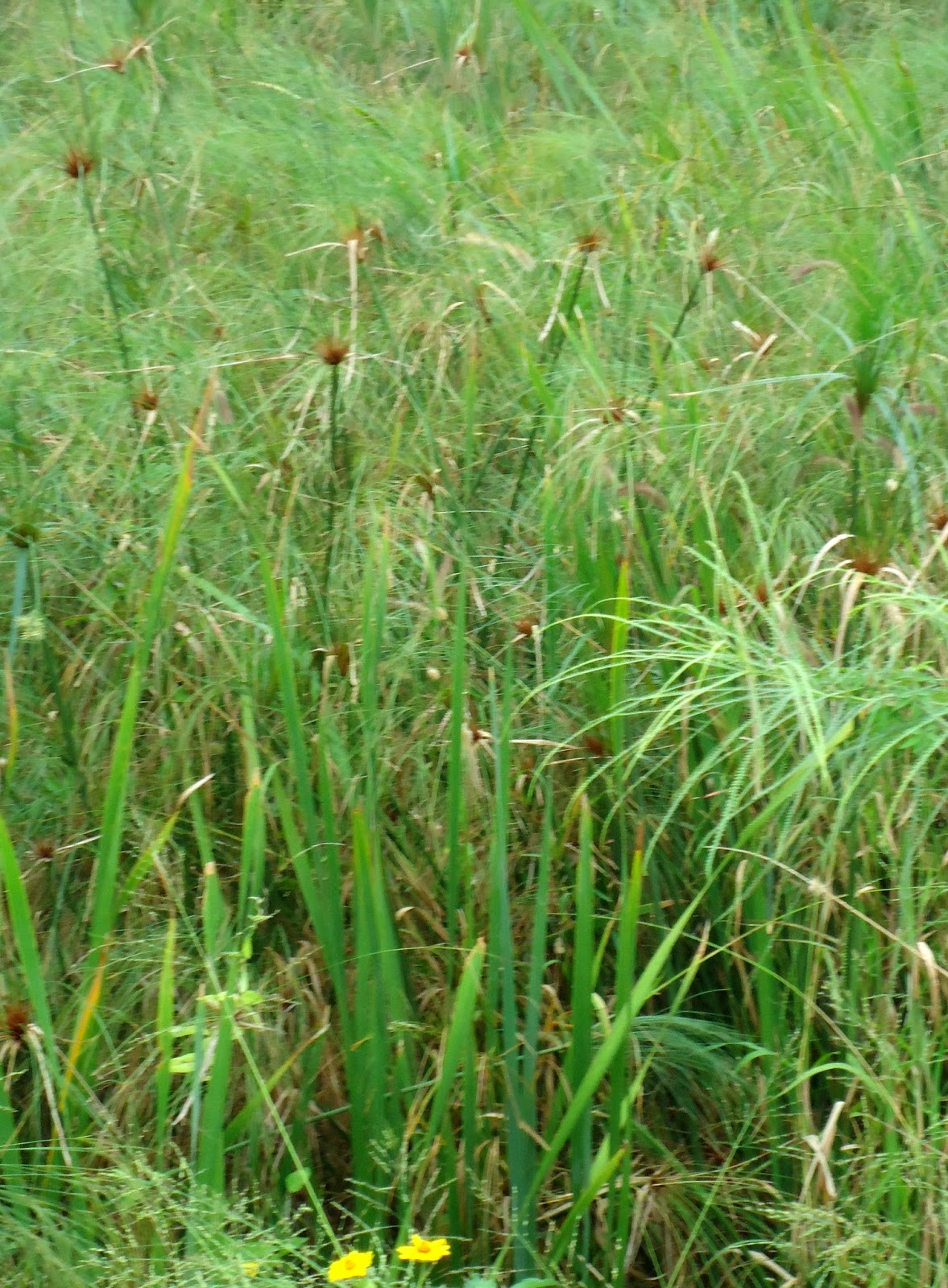 v e r d e c h a c o: Cyperaceae / Pirí / Junco / Papiro