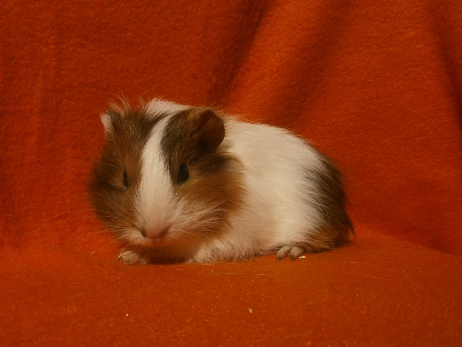 Zamorac kao kućni ljubimac je najpopularnija životinja za sve uzraste ...