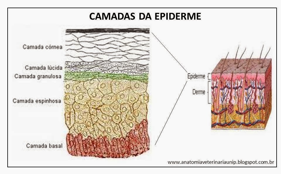 Anatomia Veterinária