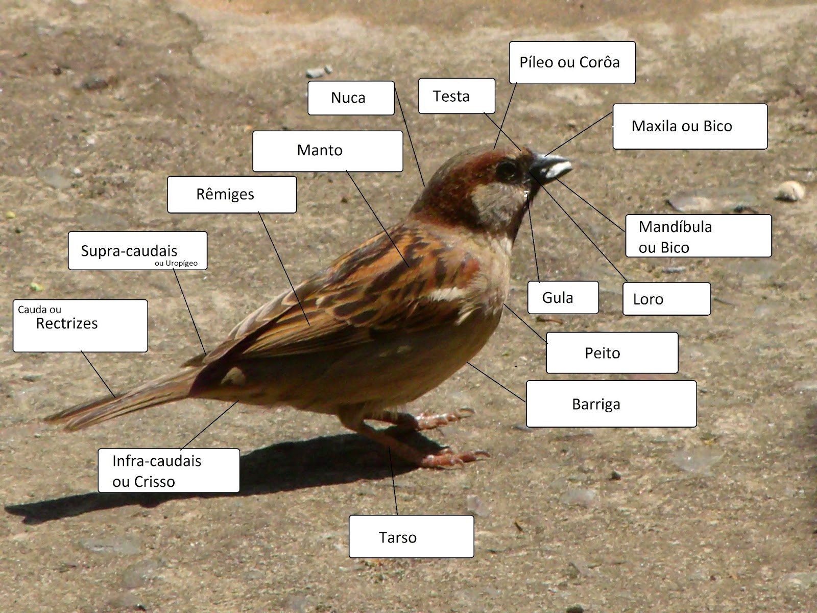 Nome Científico Do Pardal - LIBRAIN