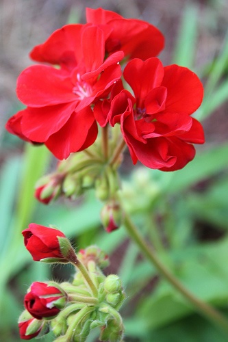vignette design: The Red Geranium Project