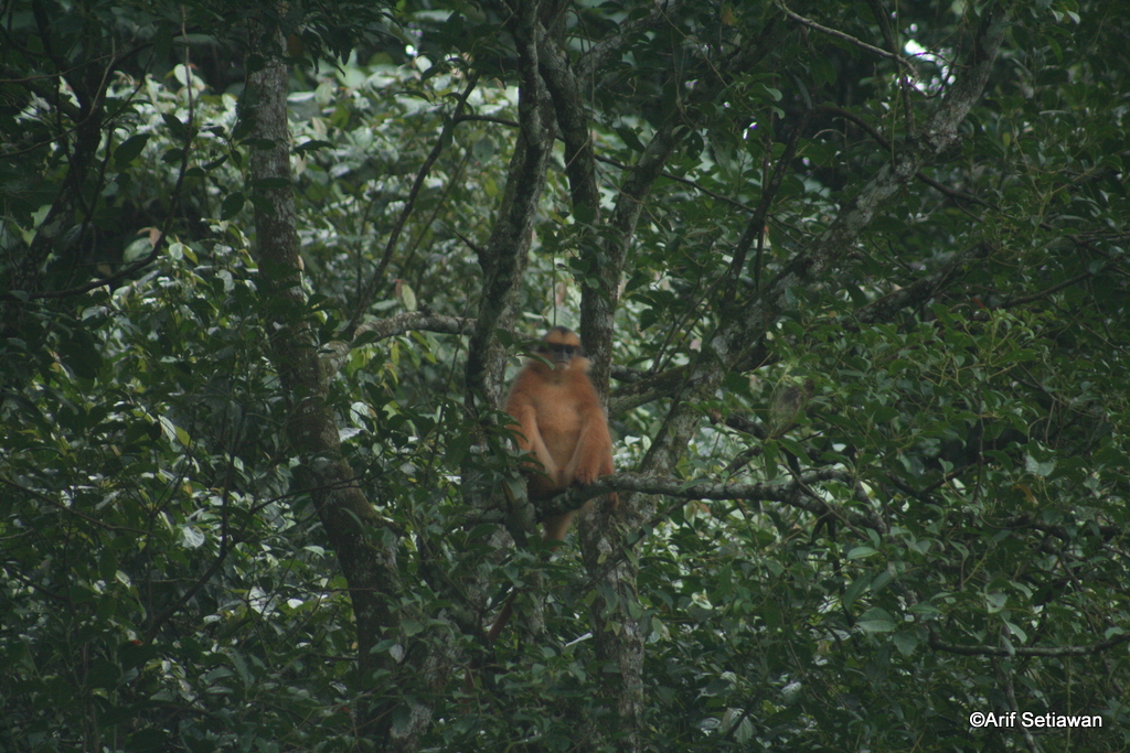 Simpai Kincai : Cerita dari dataran tinggi Kerinci