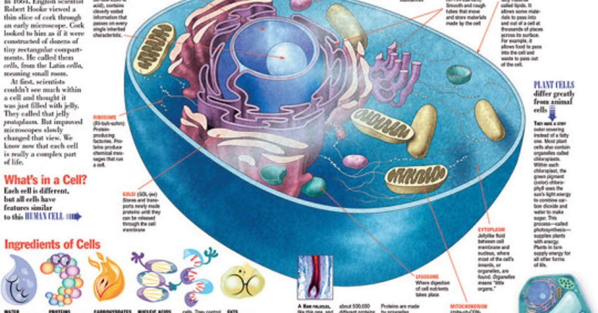 Medical and Health Science: Anatomy of Cell!!