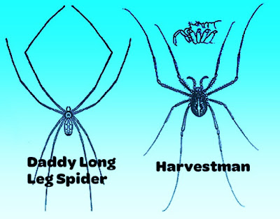 Grand Daddy Long Leg Spiders poisonous vs venomous