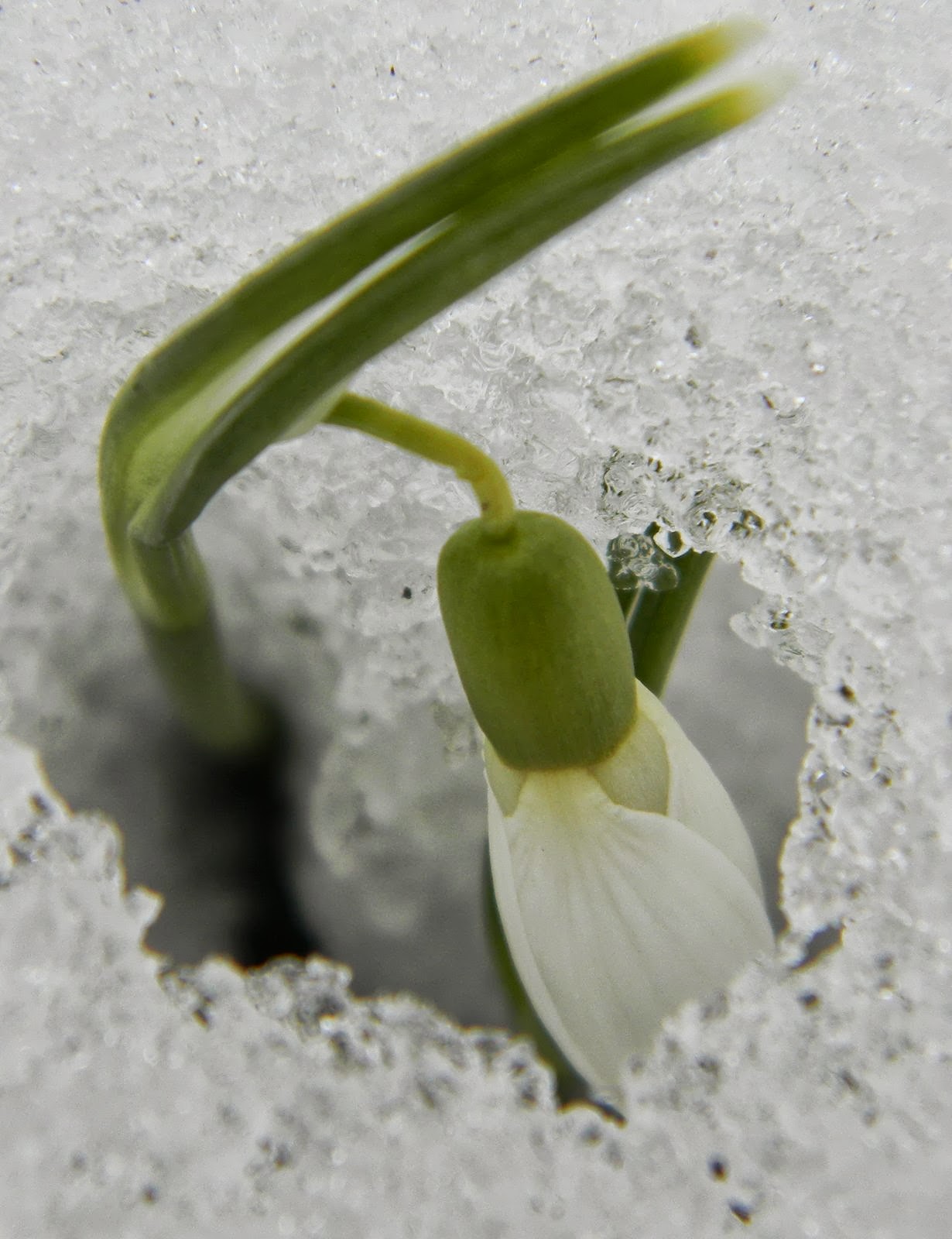 Snowdrop Breaking Through Ice ~ Matt Mitchell - Hot Orthodoxy