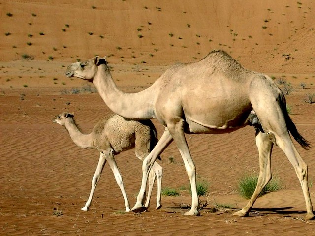 Dun Giljan's Blog: Camel and baby