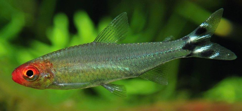 Alma d'Água: Peixes / Characiformes / Characidae