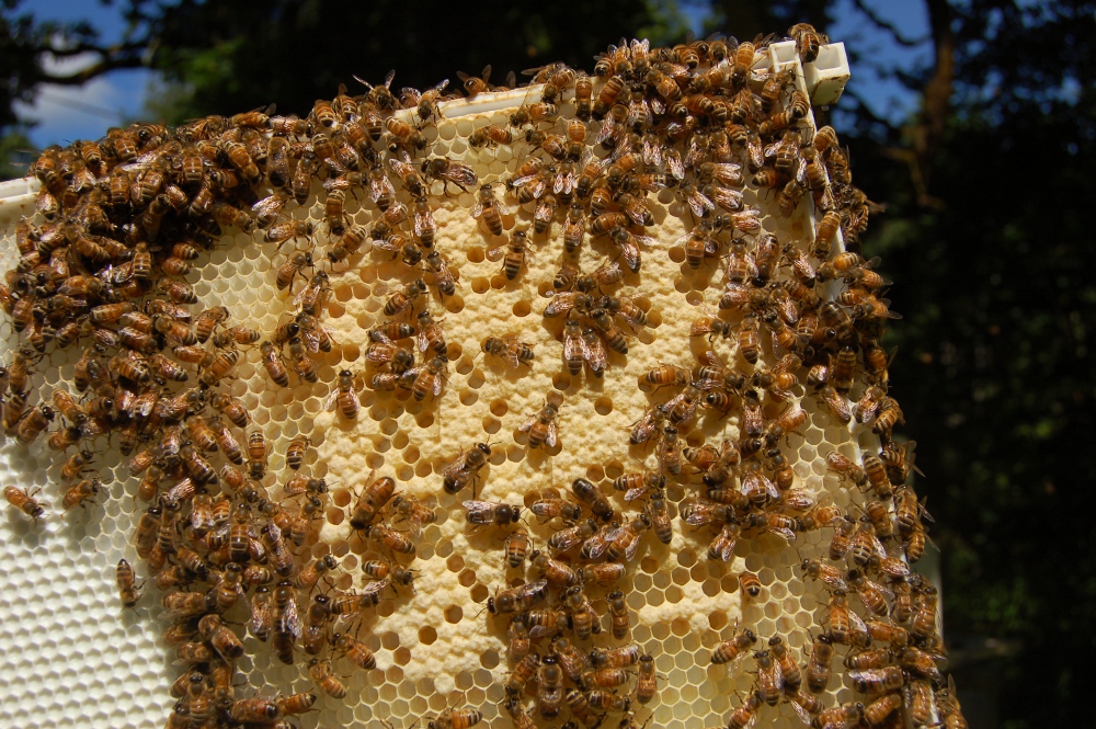 Frugal Beekeeping